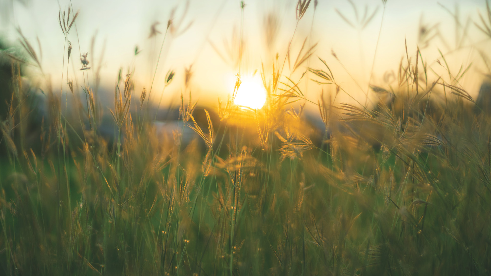 The Creation by Franz Joseph Haydn - Second Presbyterian Church